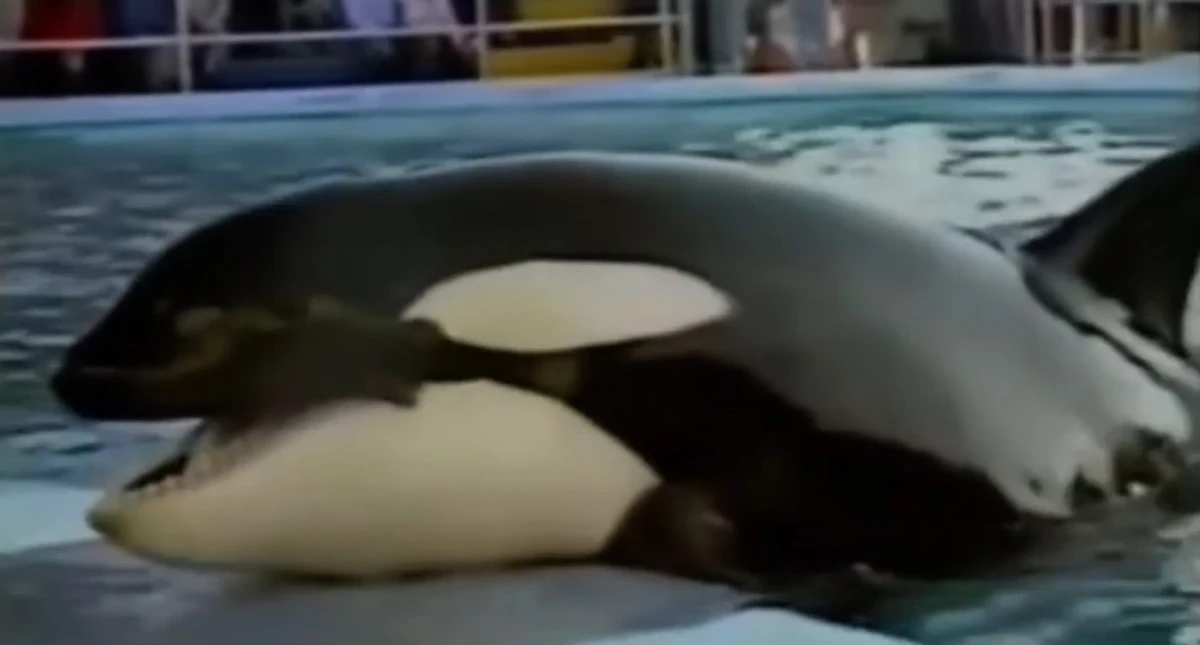 Category:Nandu | Orca Pod Wiki | Fandom