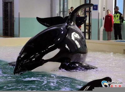 Category:Chimelong's Orca Gallery | Orca Pod Wiki | Fandom