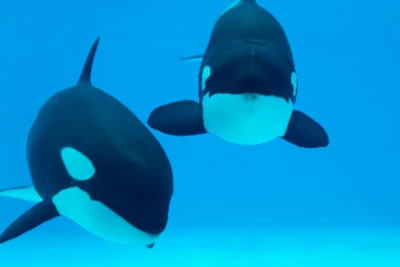 Category:Chimelong's Orca Gallery | Orca Pod Wiki | Fandom