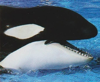 Category:Orkid's Gallery | Orca Pod Wiki | Fandom