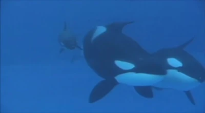Category:Taku's Gallery | Orca Pod Wiki | Fandom