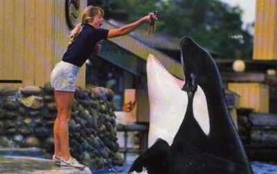 Category:Kandu 5's Gallery | Orca Pod Wiki | Fandom