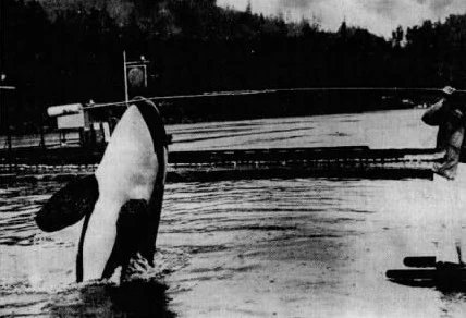 Category:Hyak | Orca Pod Wiki | Fandom