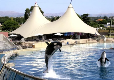 Category:Inouk's Gallery | Orca Pod Wiki | Fandom