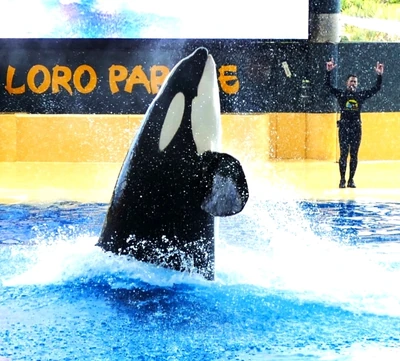 Category:Tekoa's Gallery | Orca Pod Wiki | Fandom