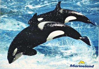 Category:Inouk's Gallery | Orca Pod Wiki | Fandom