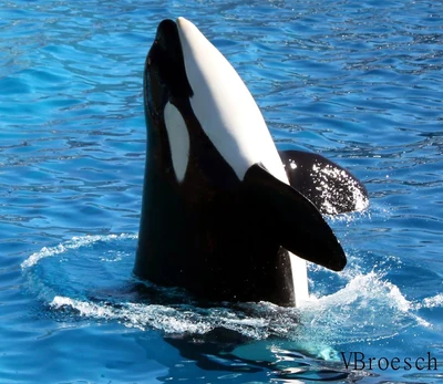 Category:Shouka's Gallery | Orca Pod Wiki | Fandom