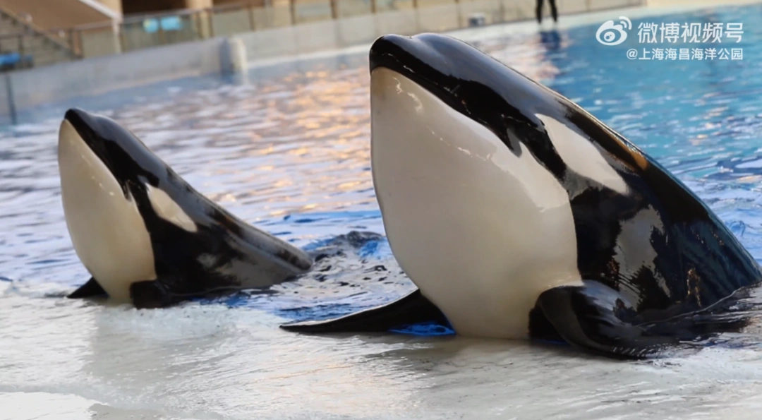 Category:Cody's Gallery | Orca Pod Wiki | Fandom