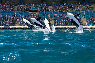 Category:Freya's Gallery | Orca Pod Wiki | Fandom