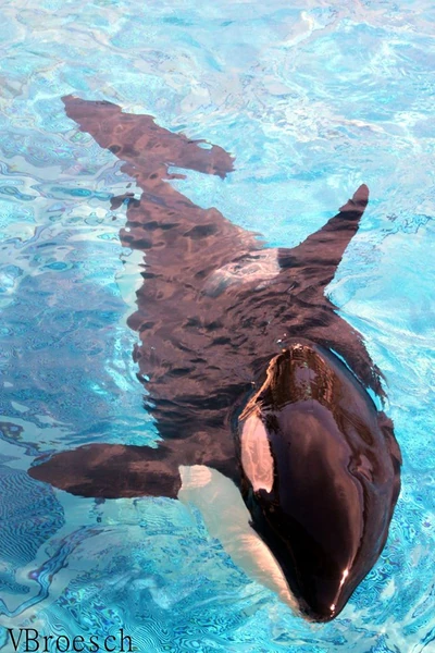 Category:Corky 2's Gallery | Orca Pod Wiki | Fandom