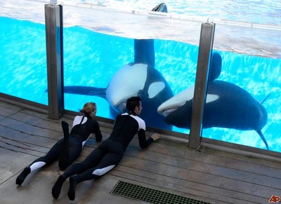 Category:Tilikum's Gallery | Orca Pod Wiki | Fandom