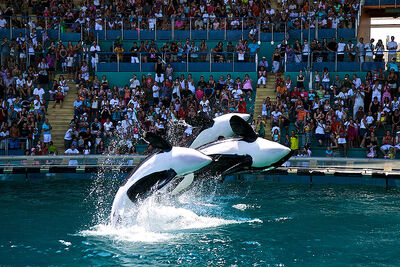 Category:Freya's Gallery | Orca Pod Wiki | Fandom