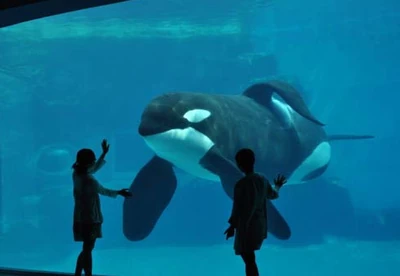 Category:Bingo's Gallery | Orca Pod Wiki | Fandom