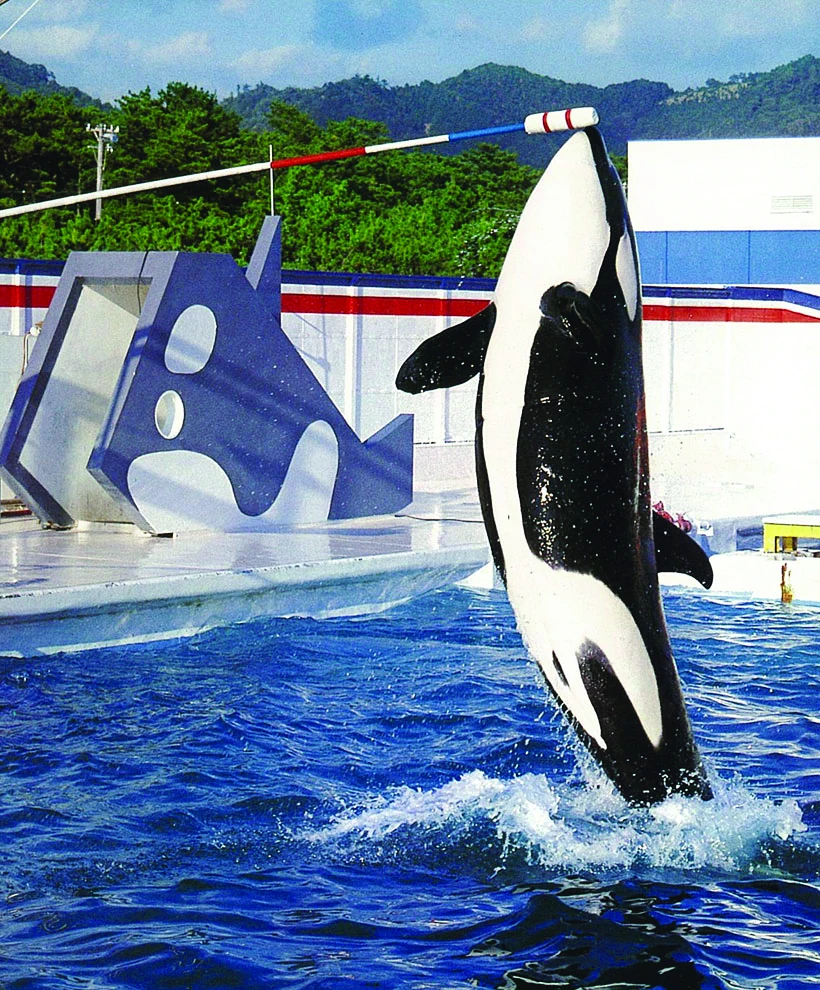 Category:King's Gallery | Orca Pod Wiki | Fandom