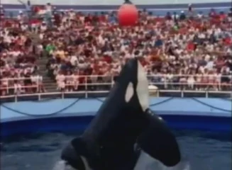 Category:Orky 2's Gallery | Orca Pod Wiki | Fandom