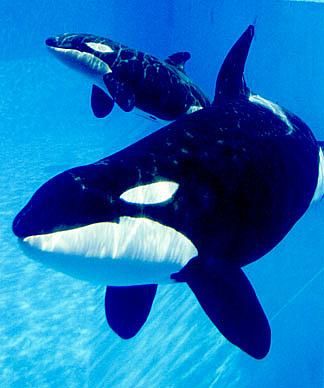 Category:Tuar's Gallery | Orca Pod Wiki | Fandom