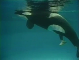 Category:Taima's Gallery | Orca Pod Wiki | Fandom