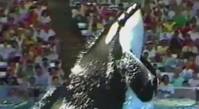 Category:Kanduke's Gallery | Orca Pod Wiki | Fandom