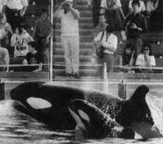 Category:Kayla's Gallery | Orca Pod Wiki | Fandom