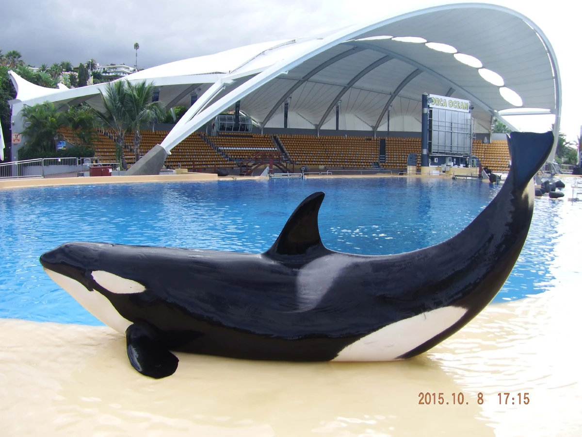 Category:Morgan | Orca Pod Wiki | Fandom