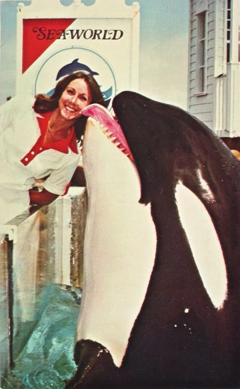 Category:Sandy | Orca Pod Wiki | Fandom