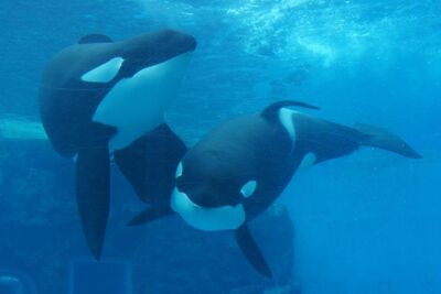 Category:Bingo's Gallery | Orca Pod Wiki | Fandom