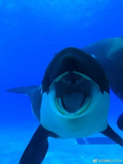 Category:Chimelong's Orca Gallery | Orca Pod Wiki | Fandom