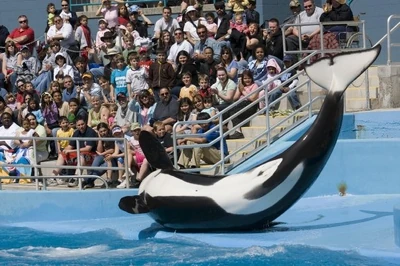 Category:Shouka's Gallery | Orca Pod Wiki | Fandom