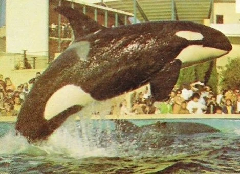 Category:Orky | Orca Pod Wiki | Fandom