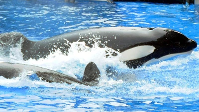 Category:Tilikum's Gallery | Orca Pod Wiki | Fandom