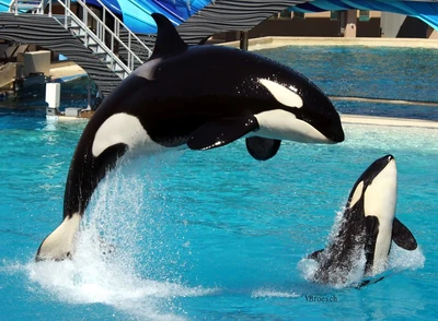 Category:Makani's Gallery | Orca Pod Wiki | Fandom