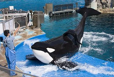 Category:Bingo's Gallery | Orca Pod Wiki | Fandom