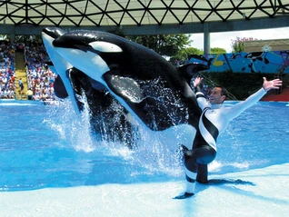 Category:Winnie | Orca Pod Wiki | Fandom