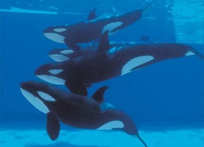 Category:Bingo's Gallery | Orca Pod Wiki | Fandom