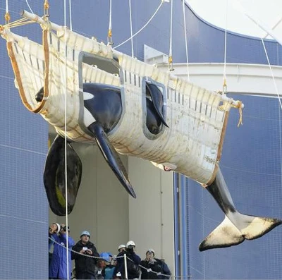 Category:Bingo's Gallery | Orca Pod Wiki | Fandom