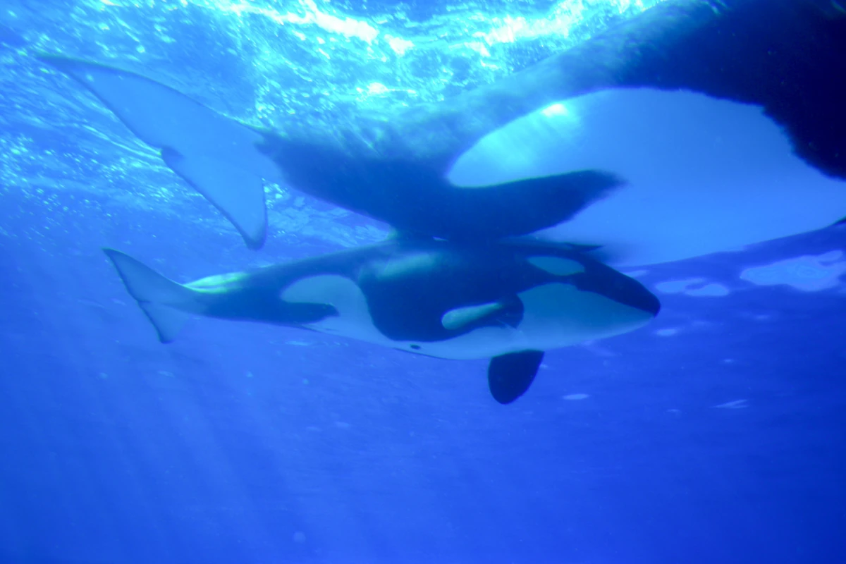 Category:Stella's Gallery | Orca Pod Wiki | Fandom