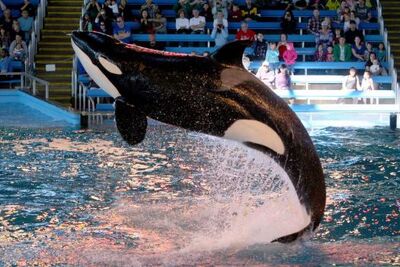 Category:Tuar's Gallery | Orca Pod Wiki | Fandom