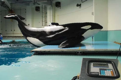 Category:Bingo's Gallery | Orca Pod Wiki | Fandom