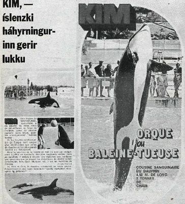 Category:Kim's Gallery | Orca Pod Wiki | Fandom