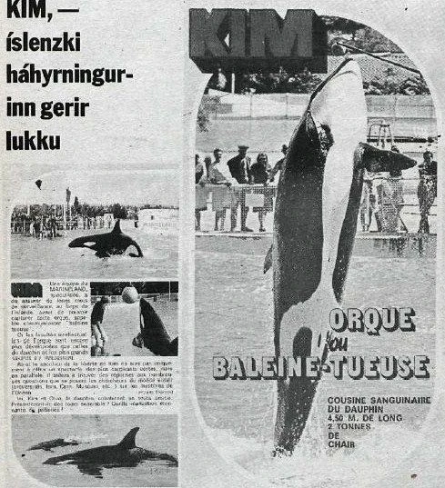 Category:Kim's Gallery | Orca Pod Wiki | Fandom