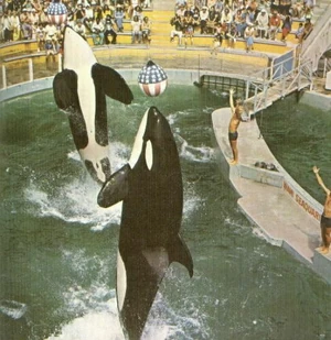 Category:Hugo | Orca Pod Wiki | Fandom