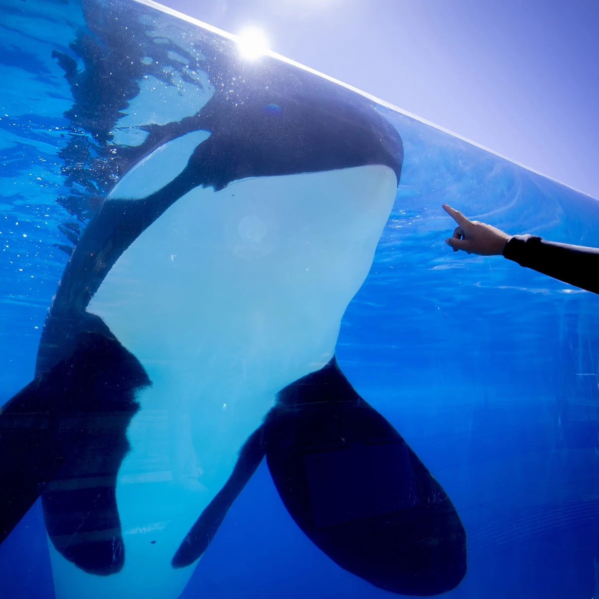 Category:Ikaika | Orca Pod Wiki | Fandom