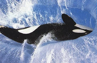 Category:Kenau's Gallery | Orca Pod Wiki | Fandom
