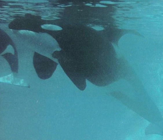 Category:Hyak 2 | Orca Pod Wiki | Fandom