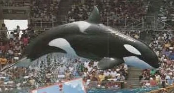 Category:Kotar's Gallery | Orca Pod Wiki | Fandom