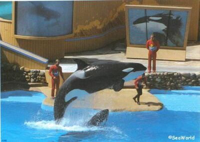 Category:Kandu 5's Gallery | Orca Pod Wiki | Fandom