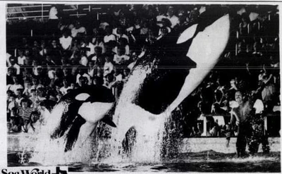 Category:Kenau's Gallery | Orca Pod Wiki | Fandom