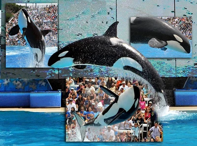Category:Orkid's Gallery | Orca Pod Wiki | Fandom
