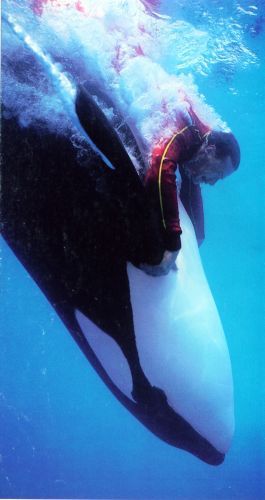 Category:Kandu 5's Gallery | Orca Pod Wiki | Fandom