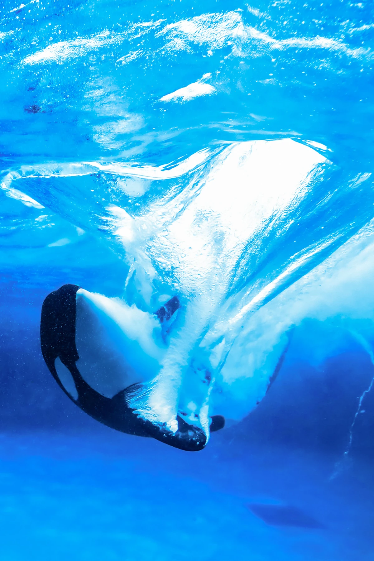 Category:Lovey's Gallery | Orca Pod Wiki | Fandom